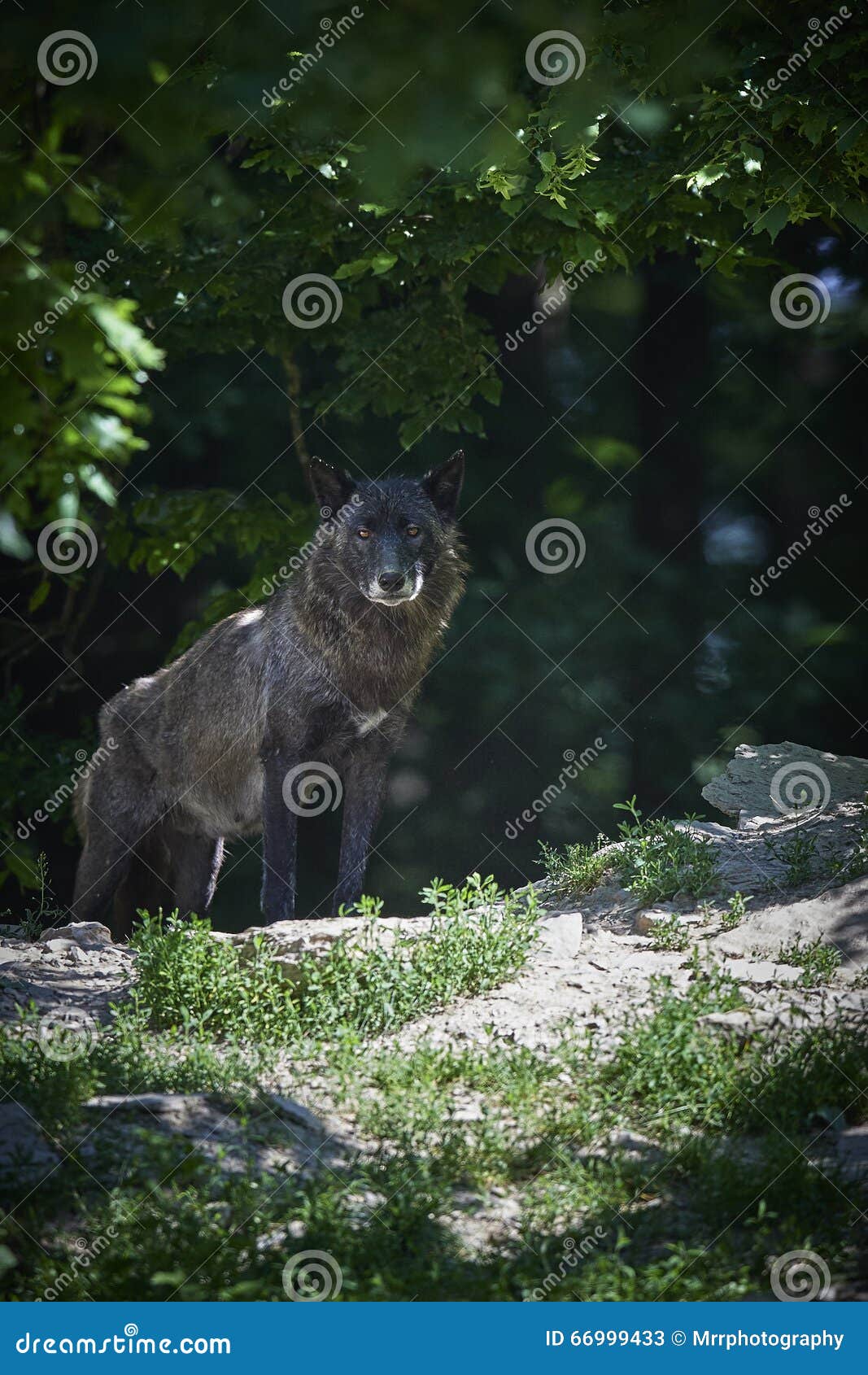 Portrait of a timberwolf stock image. Image of fairy - 66999433