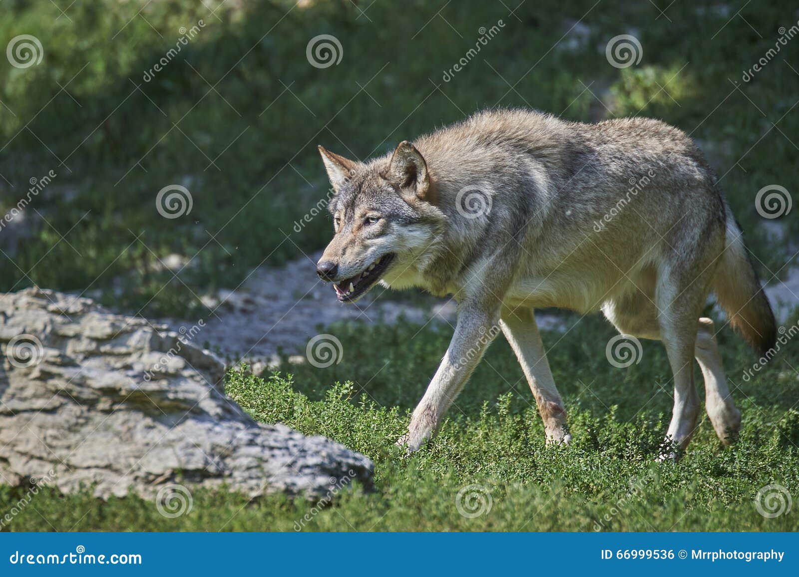 Portrait of a timberwolf stock photo. Image of animals - 66999536