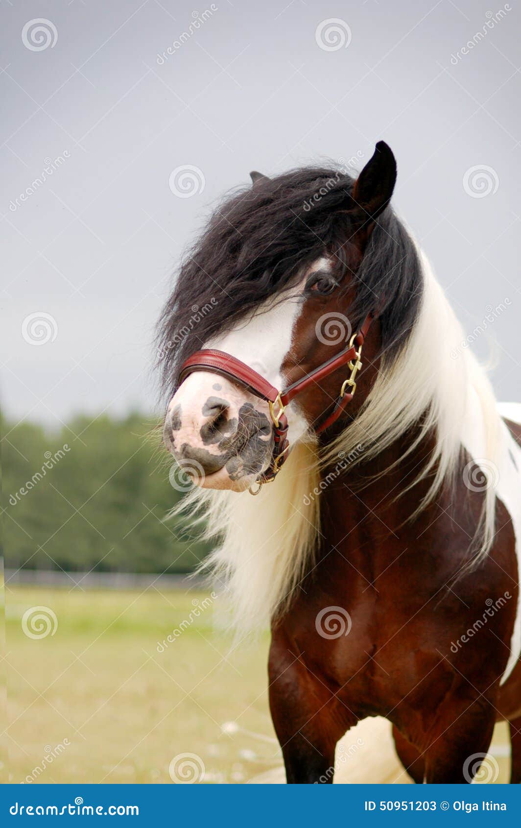 Portrait of Tinker horse stock image. Image of foal, adult - 50951203
