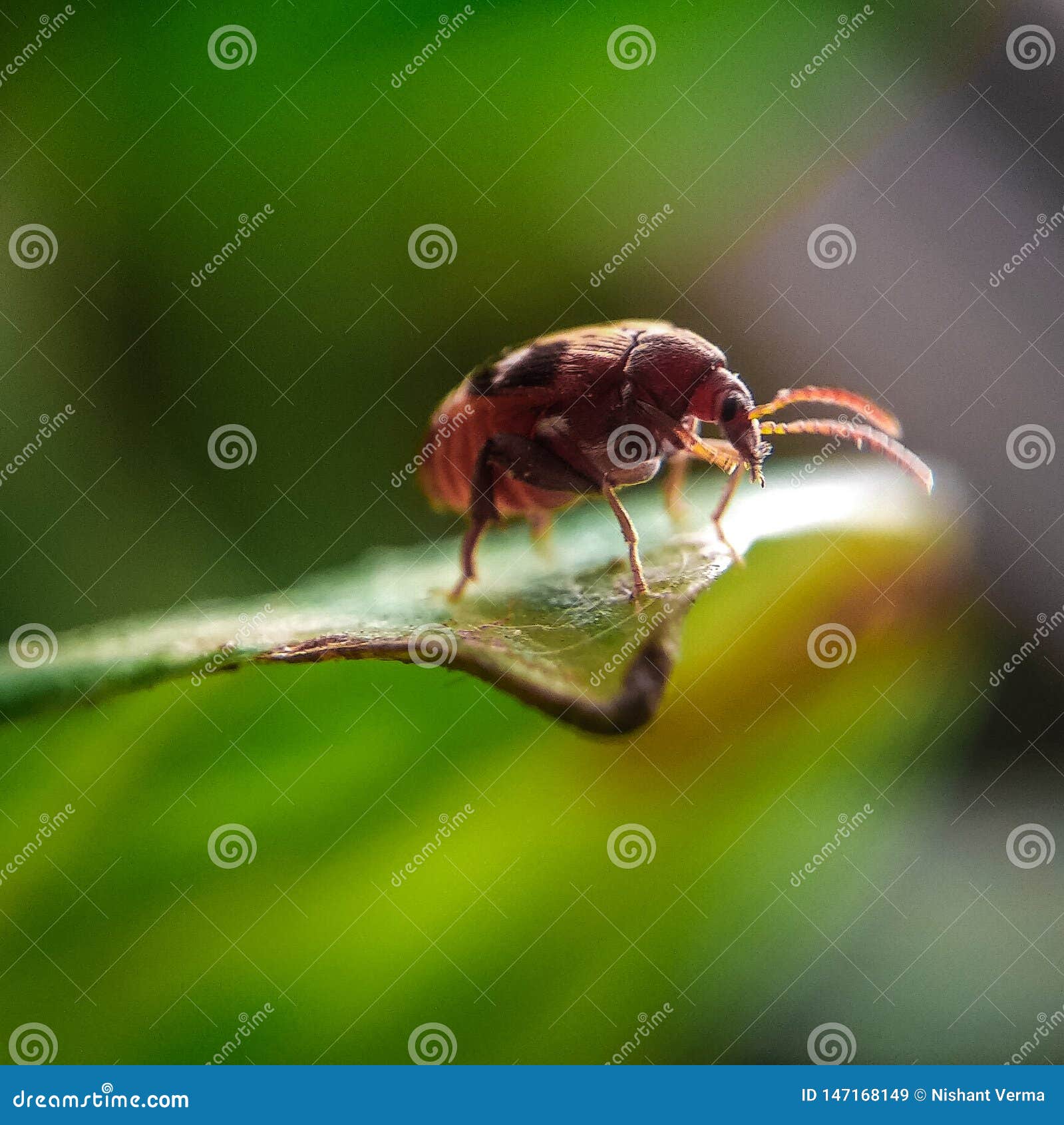 Portrait of Tiny Seed Beetle Insect on the Leaf Stock Image - Image of ...