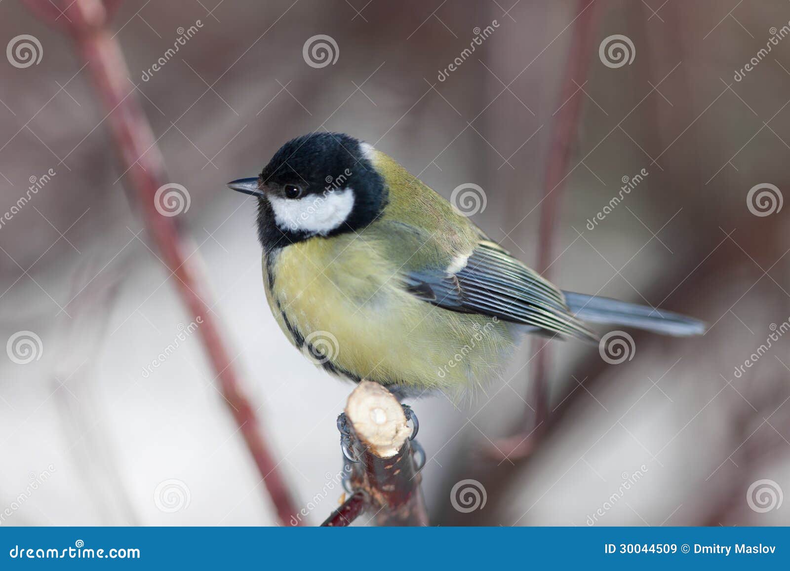 Parus major stock image. Image of tall, tree, birds, major - 30044509