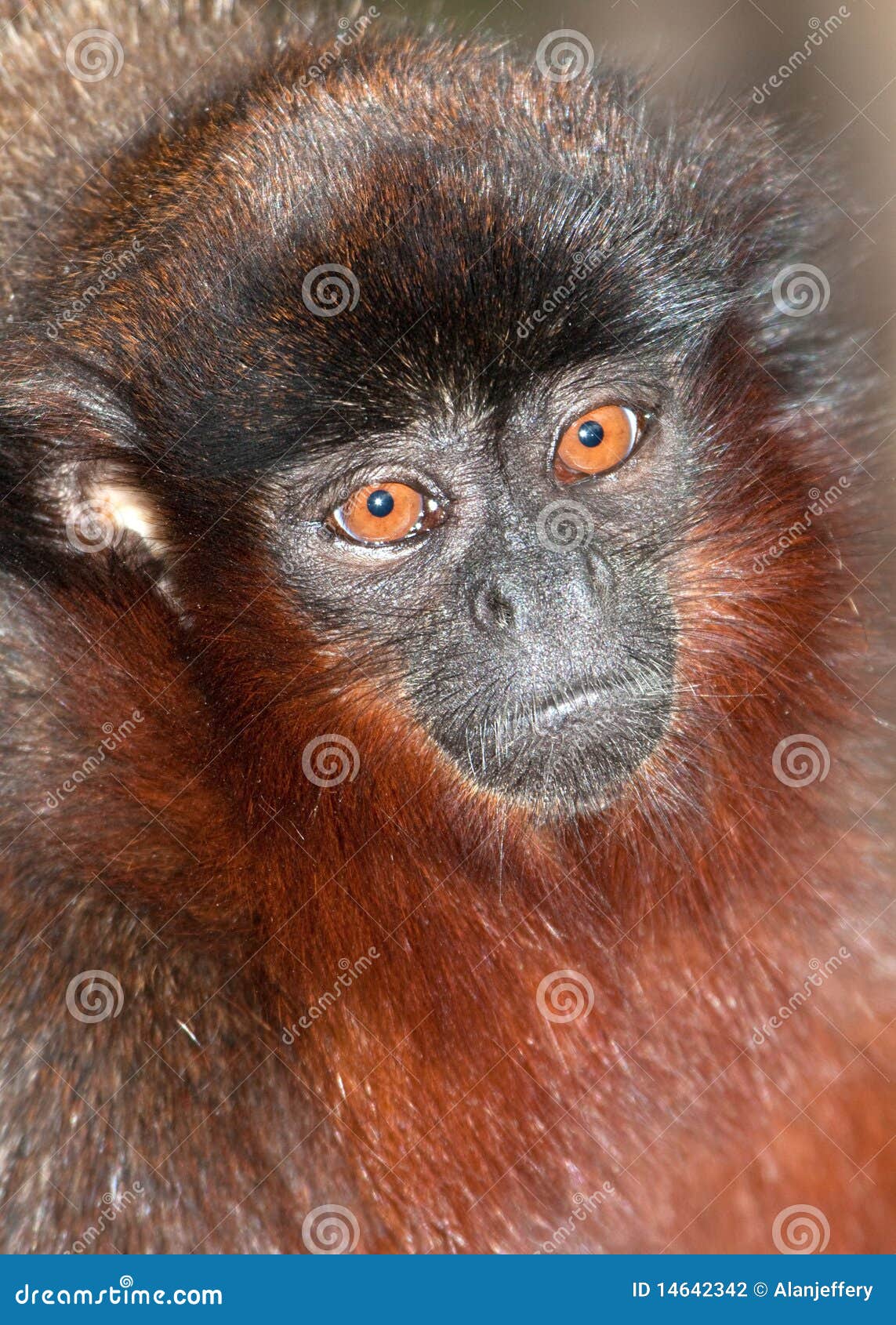 Portrait of a Titi Monkey stock photo. Image of captive - 14642342