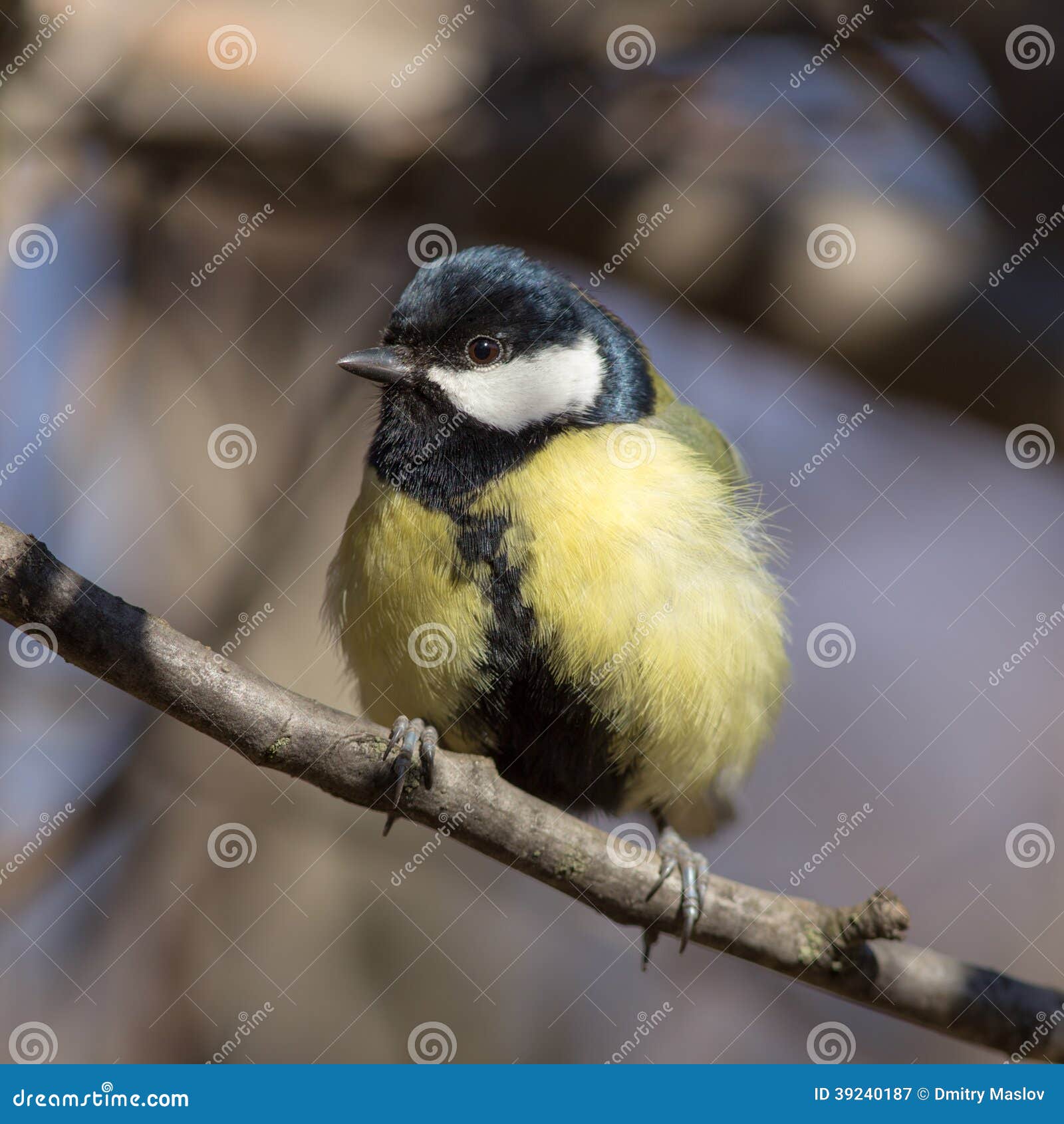 Portrait stock image. Image of birds, titmouse, yellow - 39240187