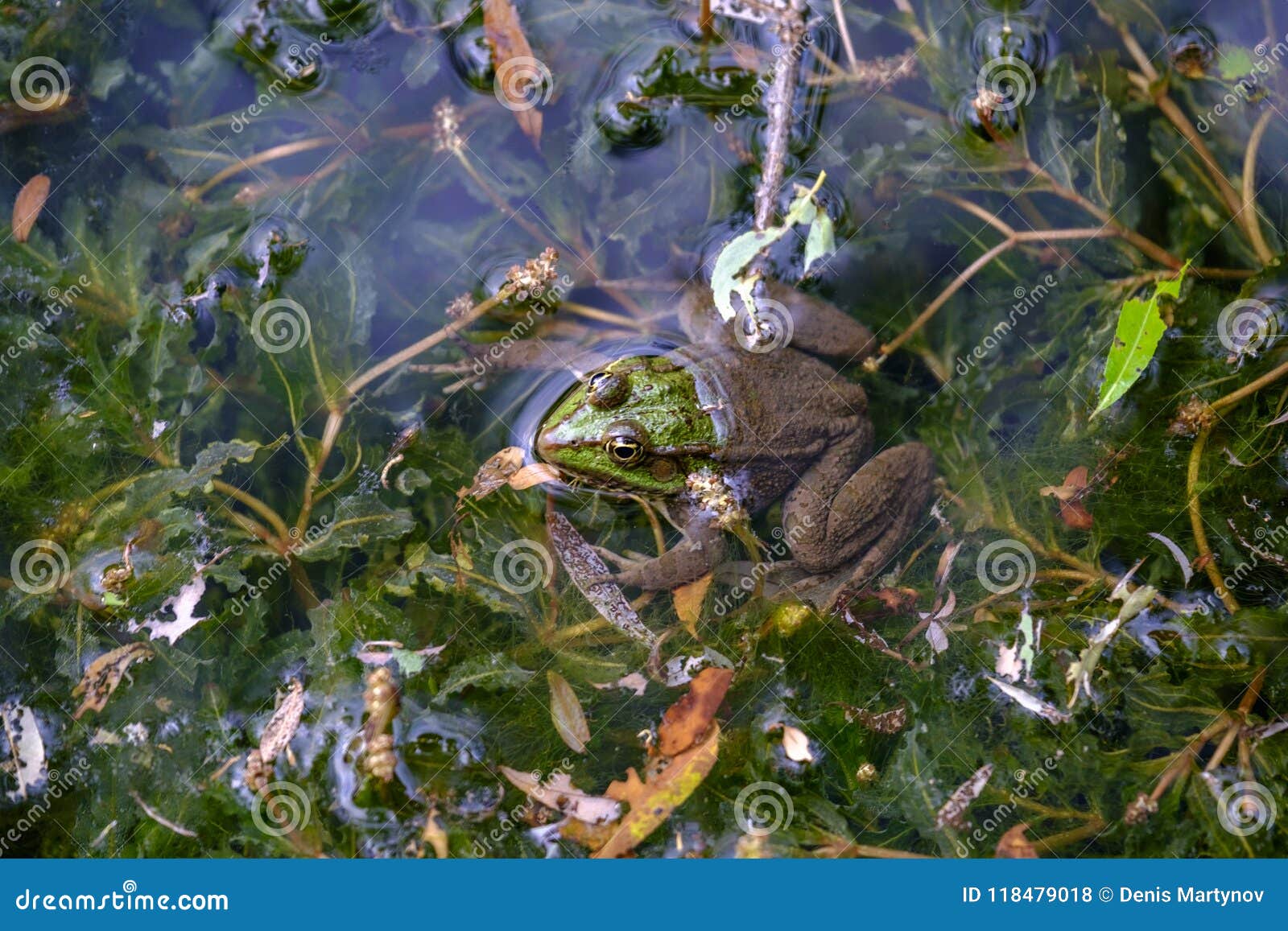 Portrait of a Toad in a Lake Top View 3 Stock Photo - Image of eyes ...