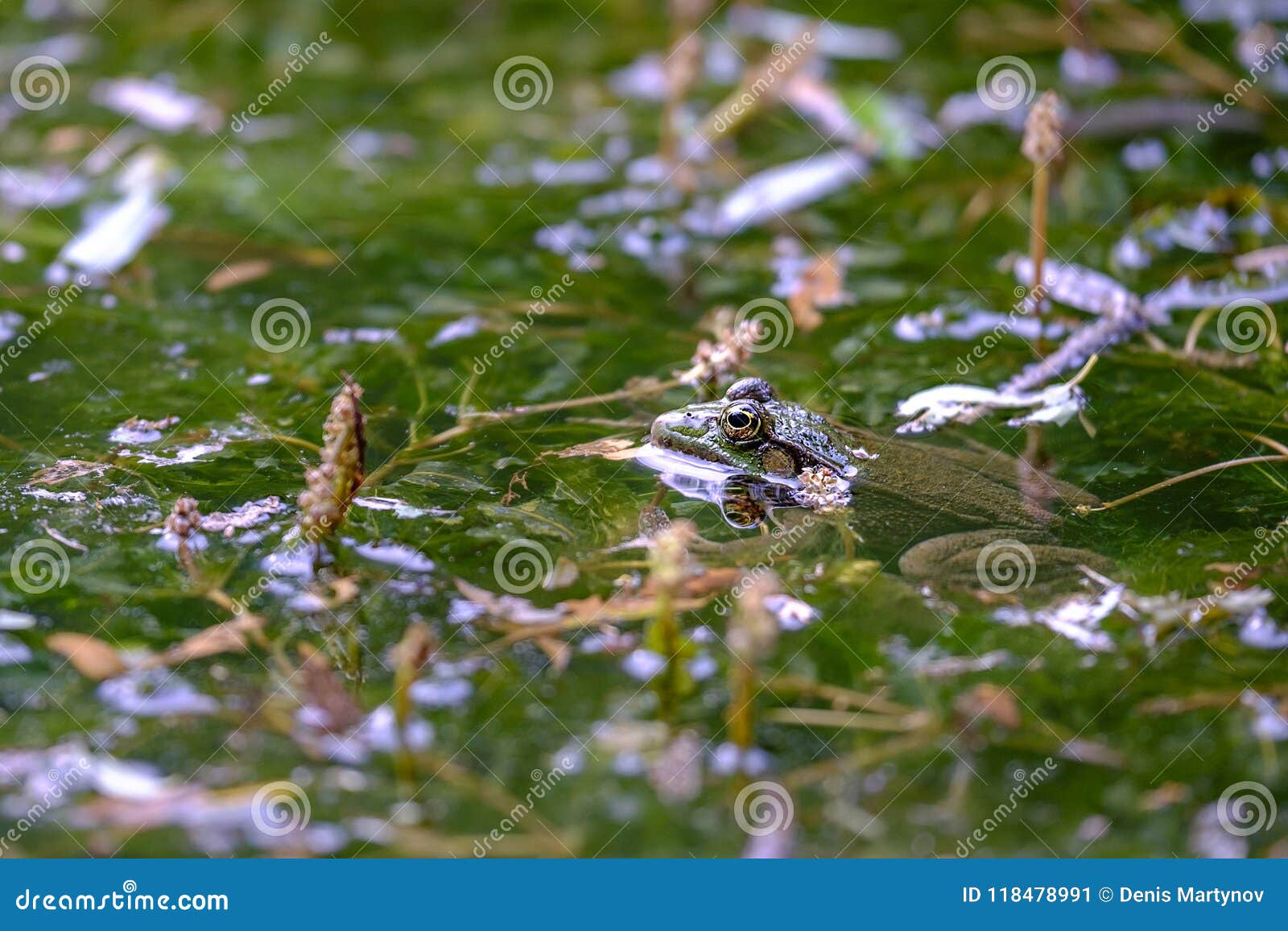 Portrait of a Toad in the Lake Side View 1 Stock Image - Image of ...