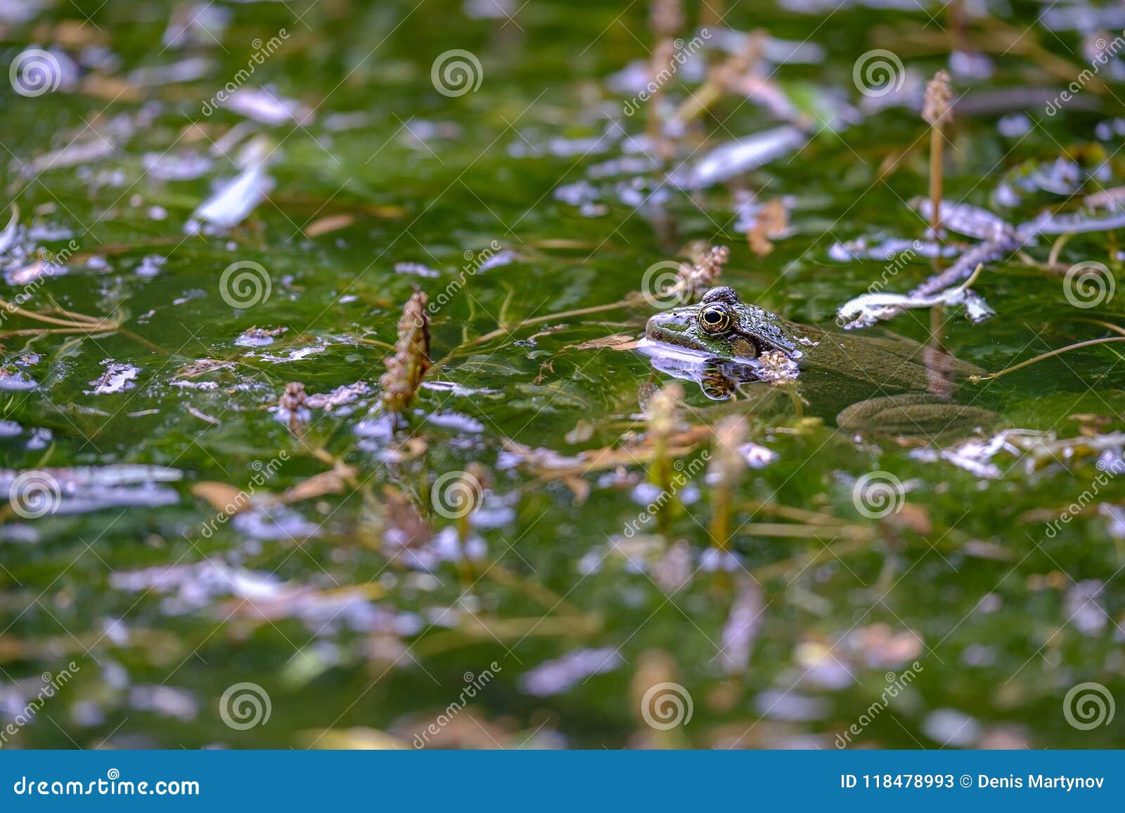 Portrait of a Toad in the Lake Side View 2 Stock Image - Image of macro ...
