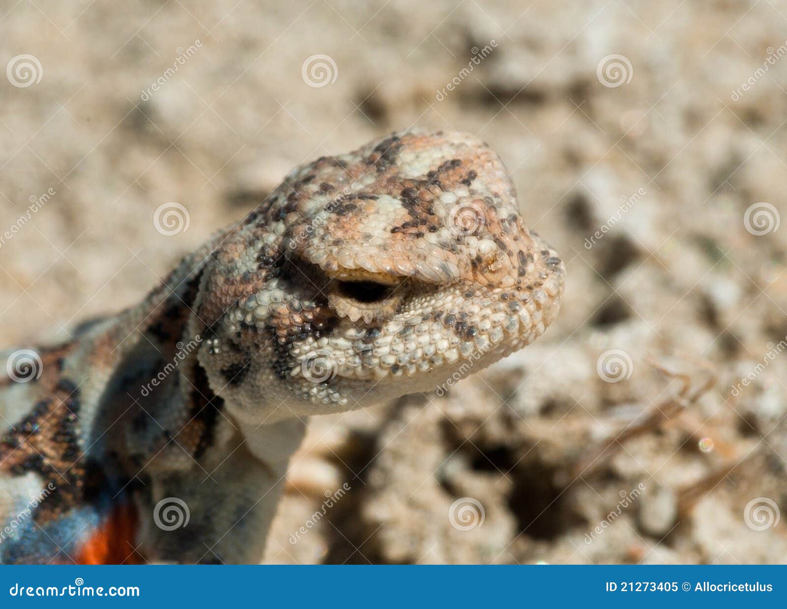 Portrait of toadhead agama stock image. Image of portrait - 21273405