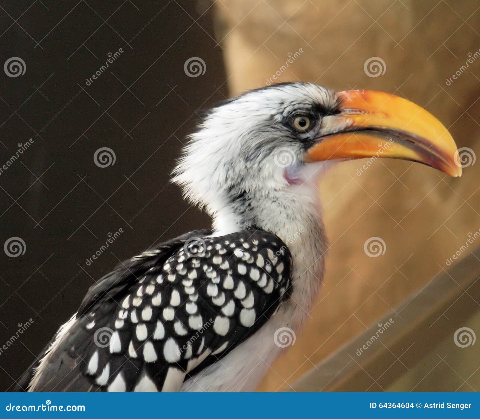 Portrait of a tokko stock photo. Image of black, wildlife - 64364604