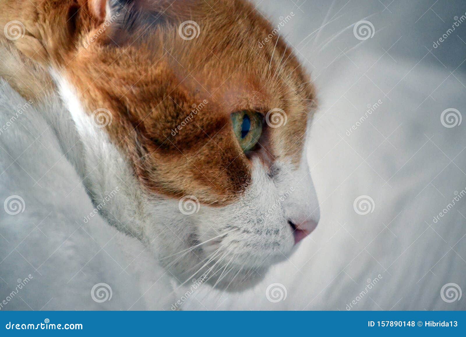 Portrait of a Tomcat in Profile Stock Photo - Image of attractive ...