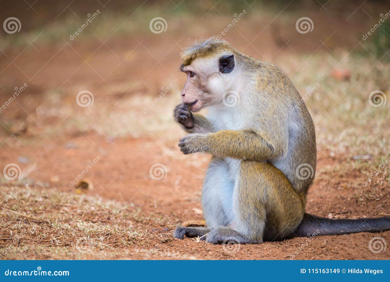 Toque macaque Sri Lanka stock image. Image of asia, nature - 115163149