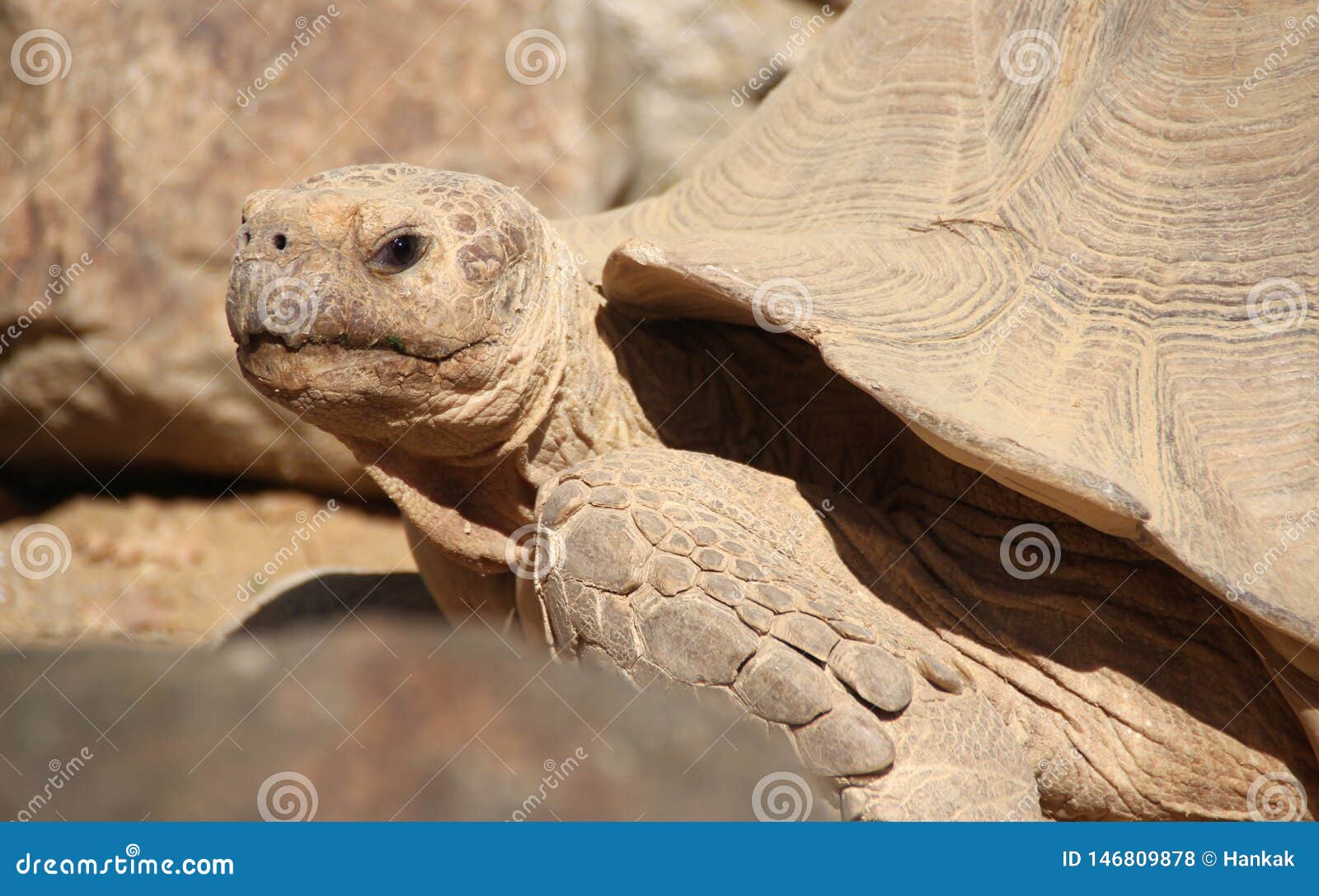 Portrait of tortoise stock photo. Image of animals, tortoise - 146809878