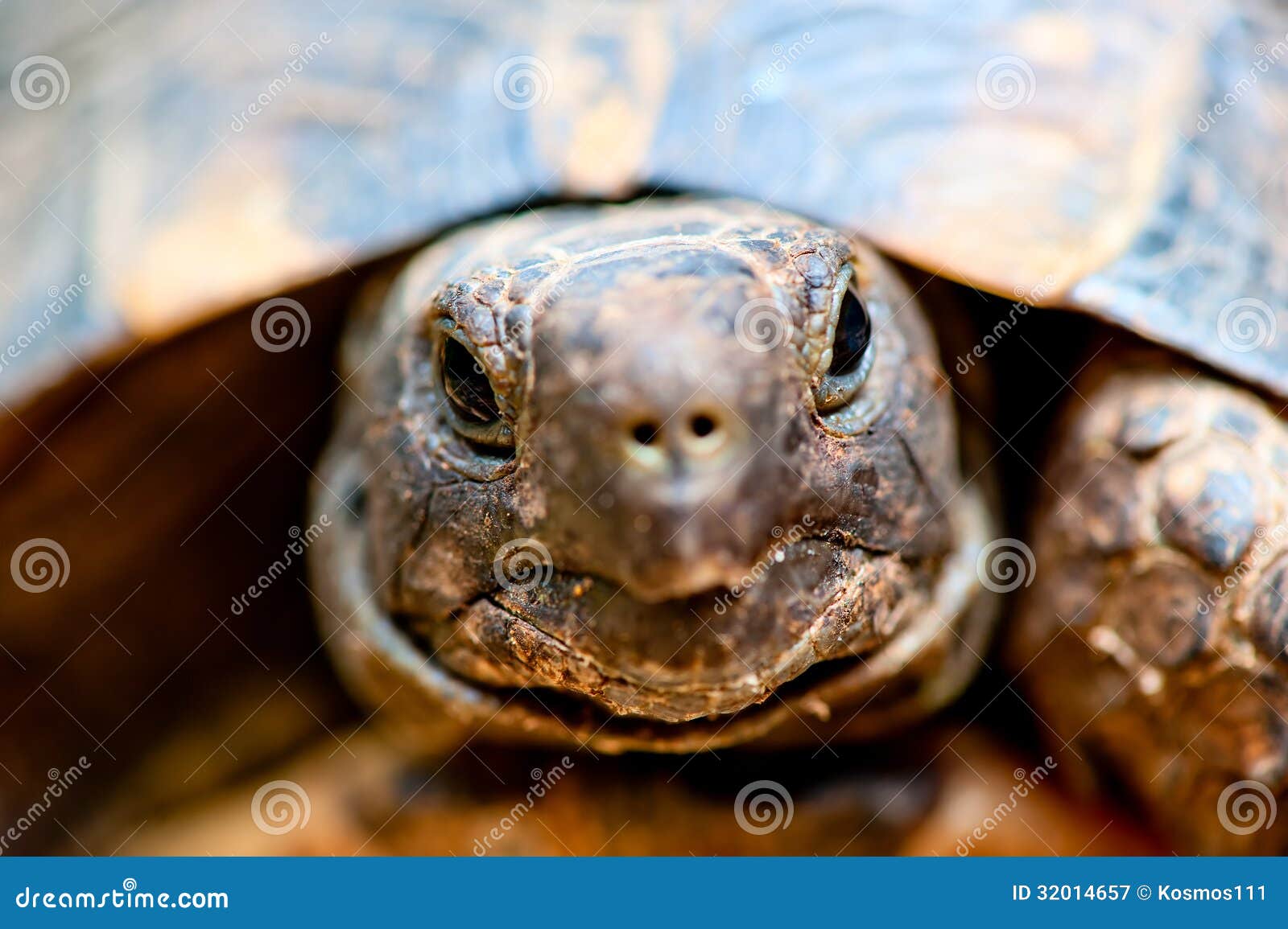 Portrait of tortoise stock image. Image of portrait, gaze - 32014657