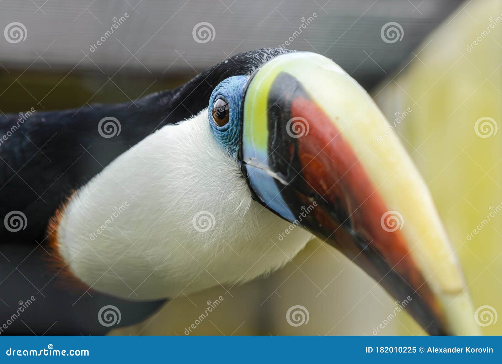 Portrait of Toucan with a Huge Colored Beak Stock Image - Image of ...