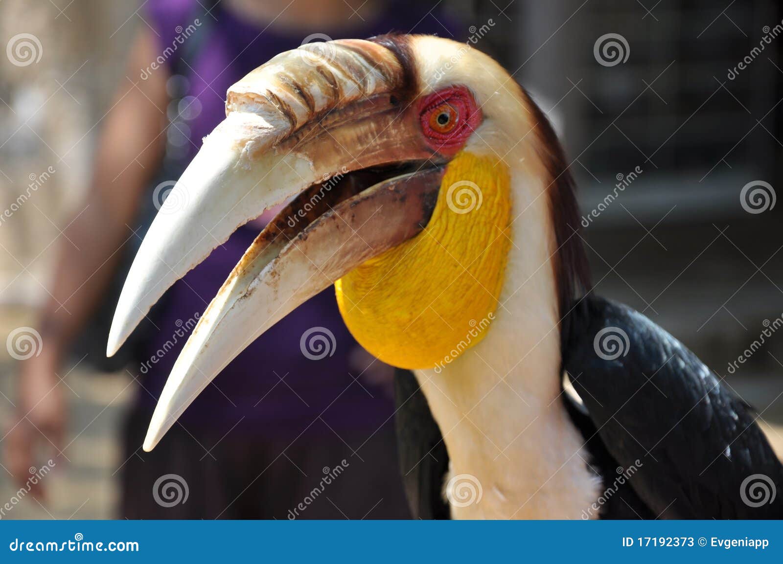 Portrait of a Toucan and Its Big Beak Stock Image - Image of limb ...