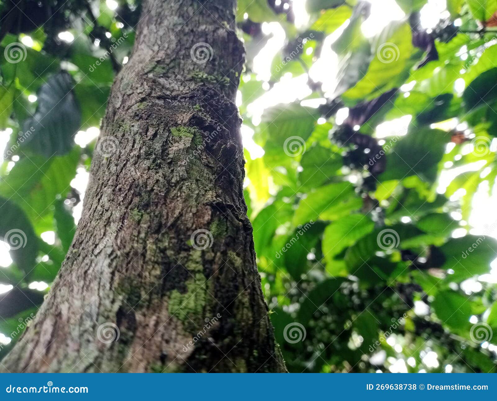 A Portrait of a Tree Against a Serene Background Stock Photo - Image of ...