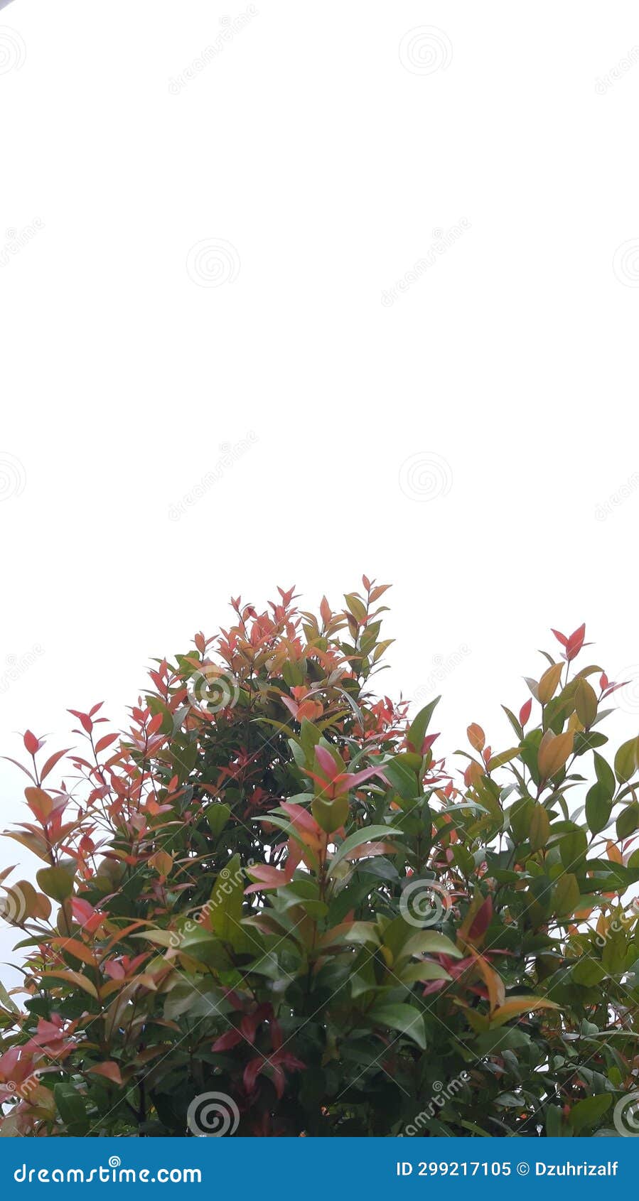 Portrait of a Tree with Red Tipped Leaves Under a Clear Sky Stock Image ...