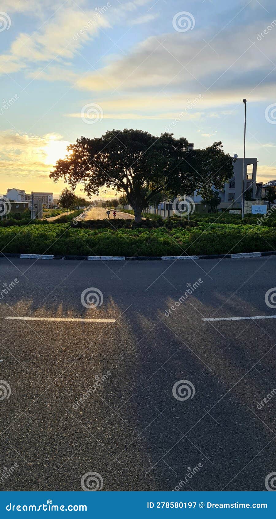 Portrait Tree Roundabout Trafficcircle Stock Image - Image of road ...