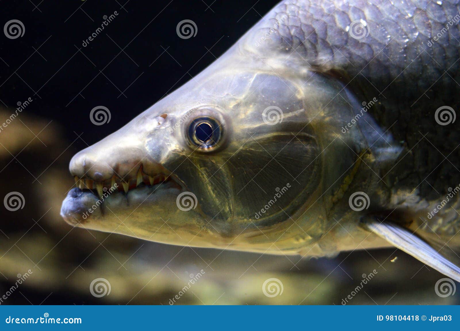 Portrait of Tropical Carnivorous Fish Stock Photo - Image of fish ...