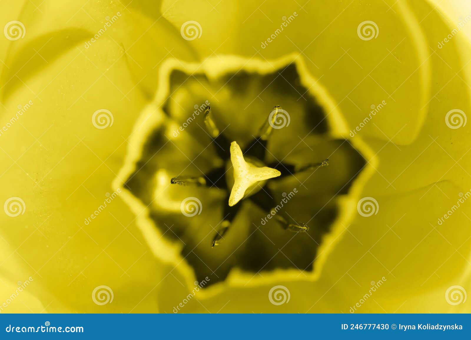 Portrait of a Tulip Core Inside View. Toning 2022 Stock Photo - Image ...