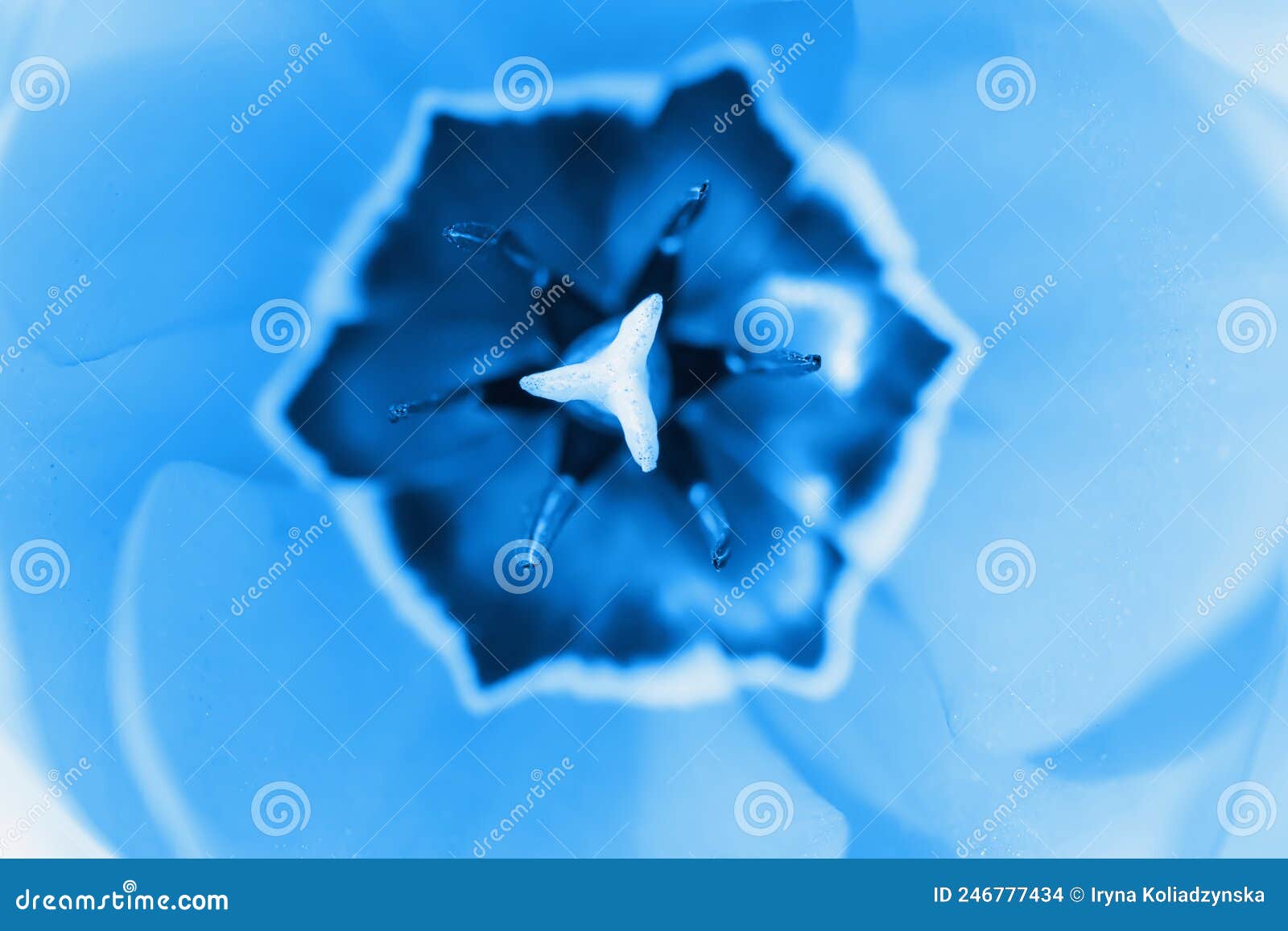 Portrait of a Tulip Core Inside View. Toning 2022 Stock Photo - Image ...