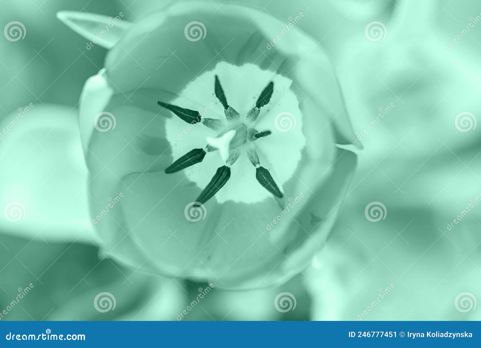 Portrait of a Tulip Core Inside View. Toning 2022 Stock Image - Image ...