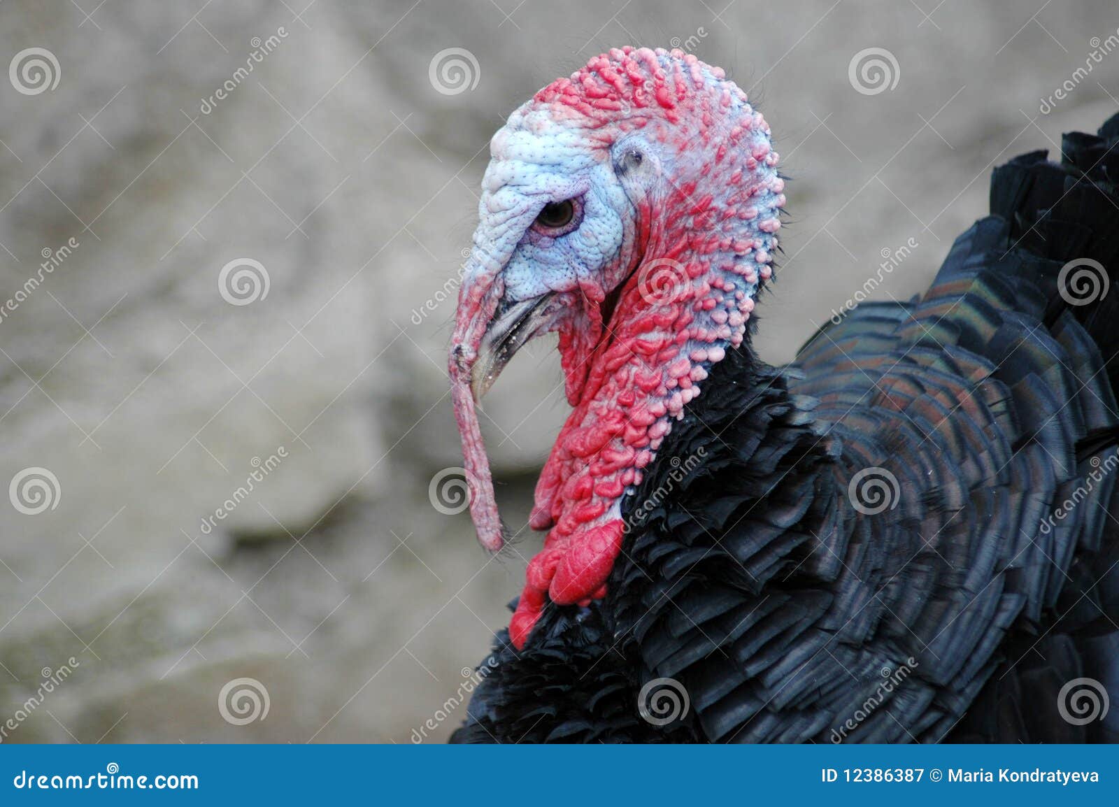 Portrait of a turkey. stock image. Image of farm, meat - 12386387