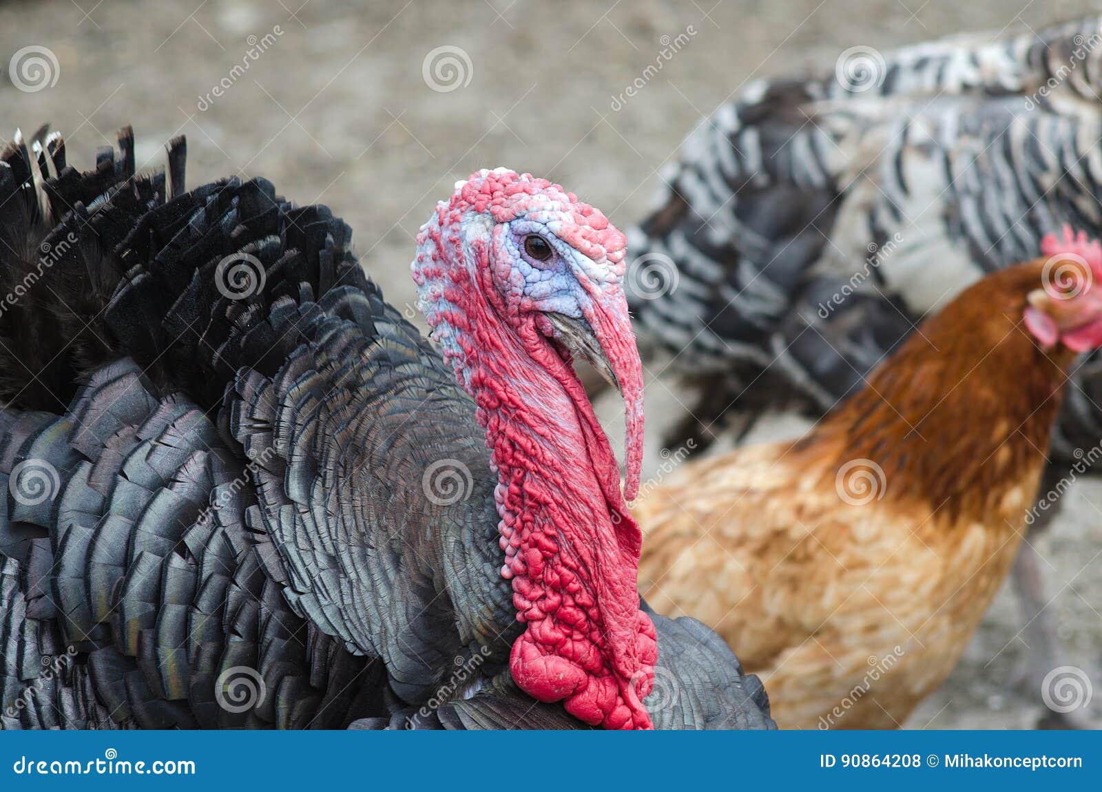 Portrait of a Turkey with a Big Red Appendage on the Head. Stock Photo ...