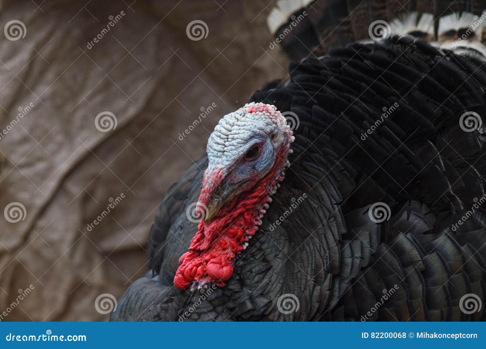 Portrait of Turkey Bird Closeup. Stock Photo - Image of head, bird ...