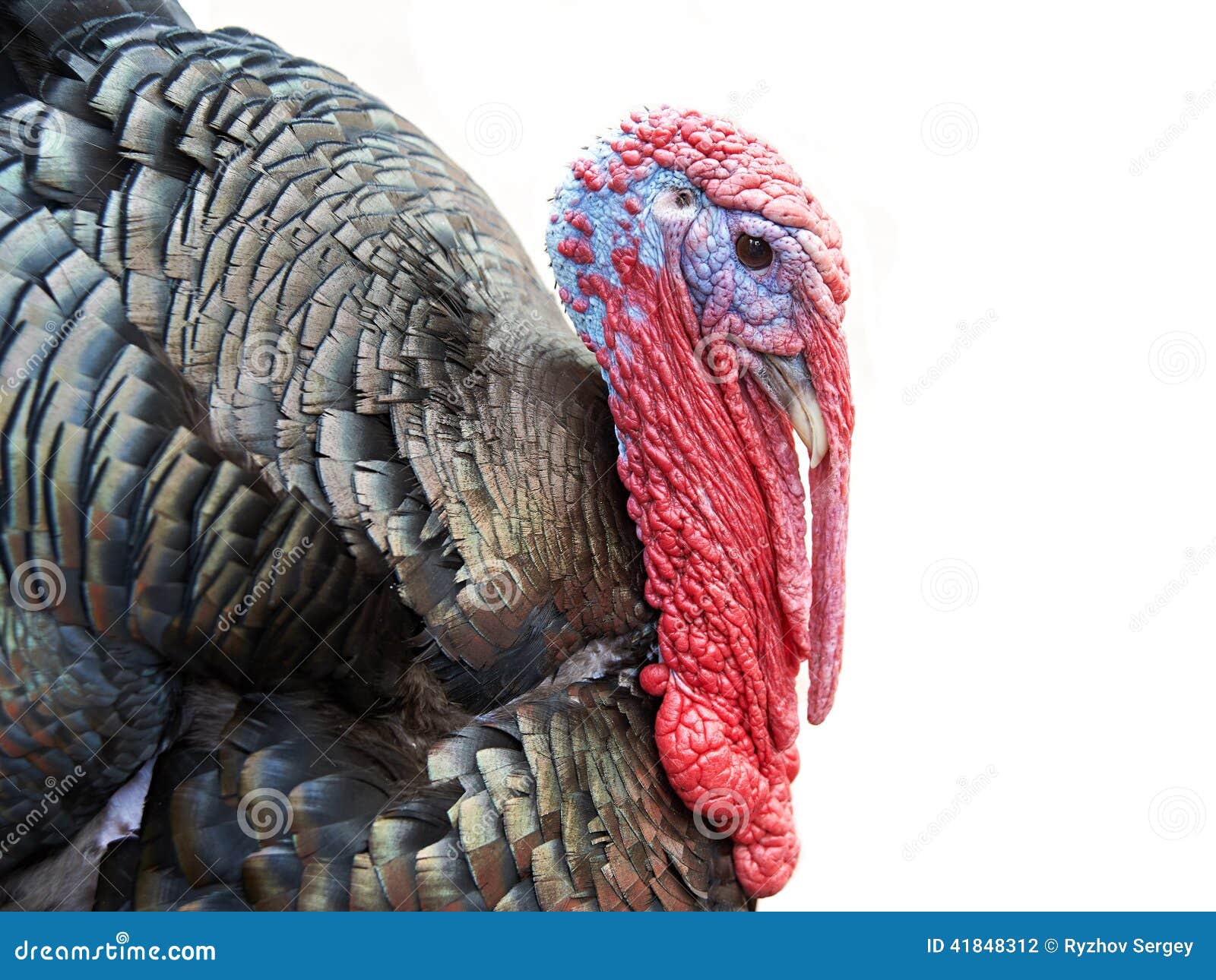 Portrait of turkey stock photo. Image of nature, male - 41848312