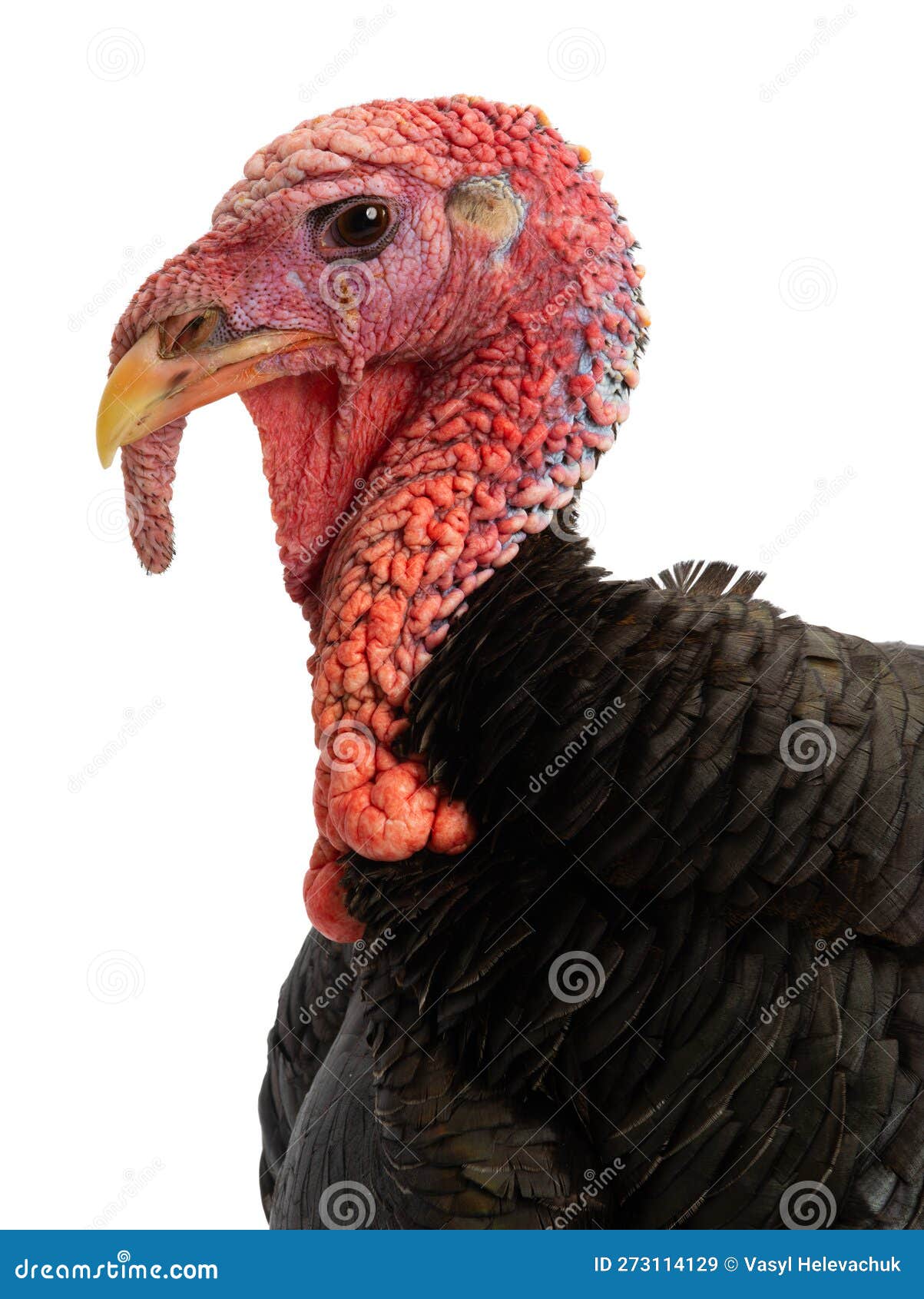 Portrait Turkey Isolated on White Stock Image - Image of feathers ...