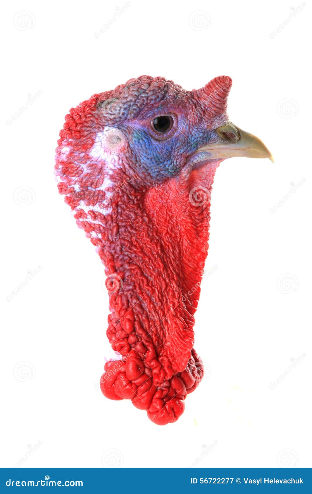 Portrait Turkey stock image. Image of animal, feet, separated - 56722277