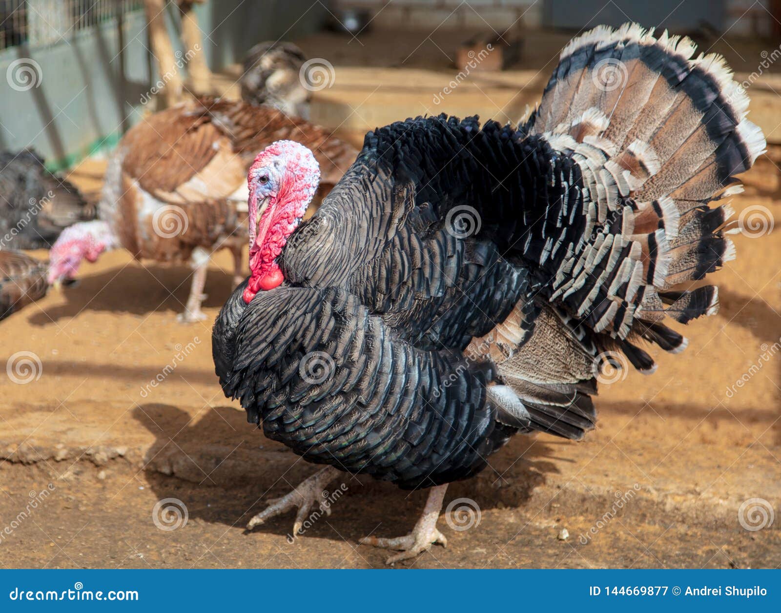 Portrait of a Turkey in Nature Stock Image - Image of feather, animal ...
