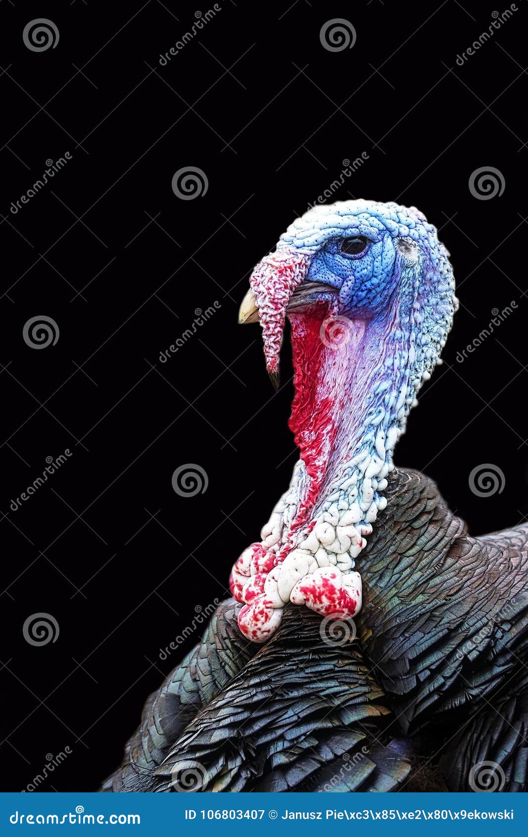 Portrait of a turkey stock image. Image of nature, profile - 106803407