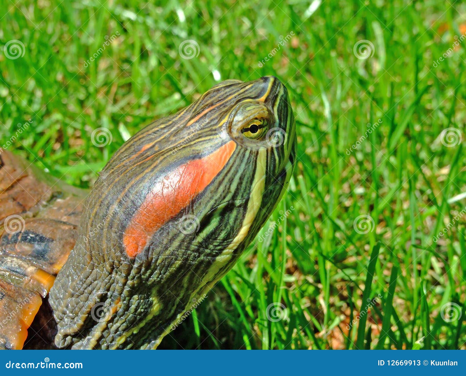 Portrait of turtle stock image. Image of turtle, stare - 12669913