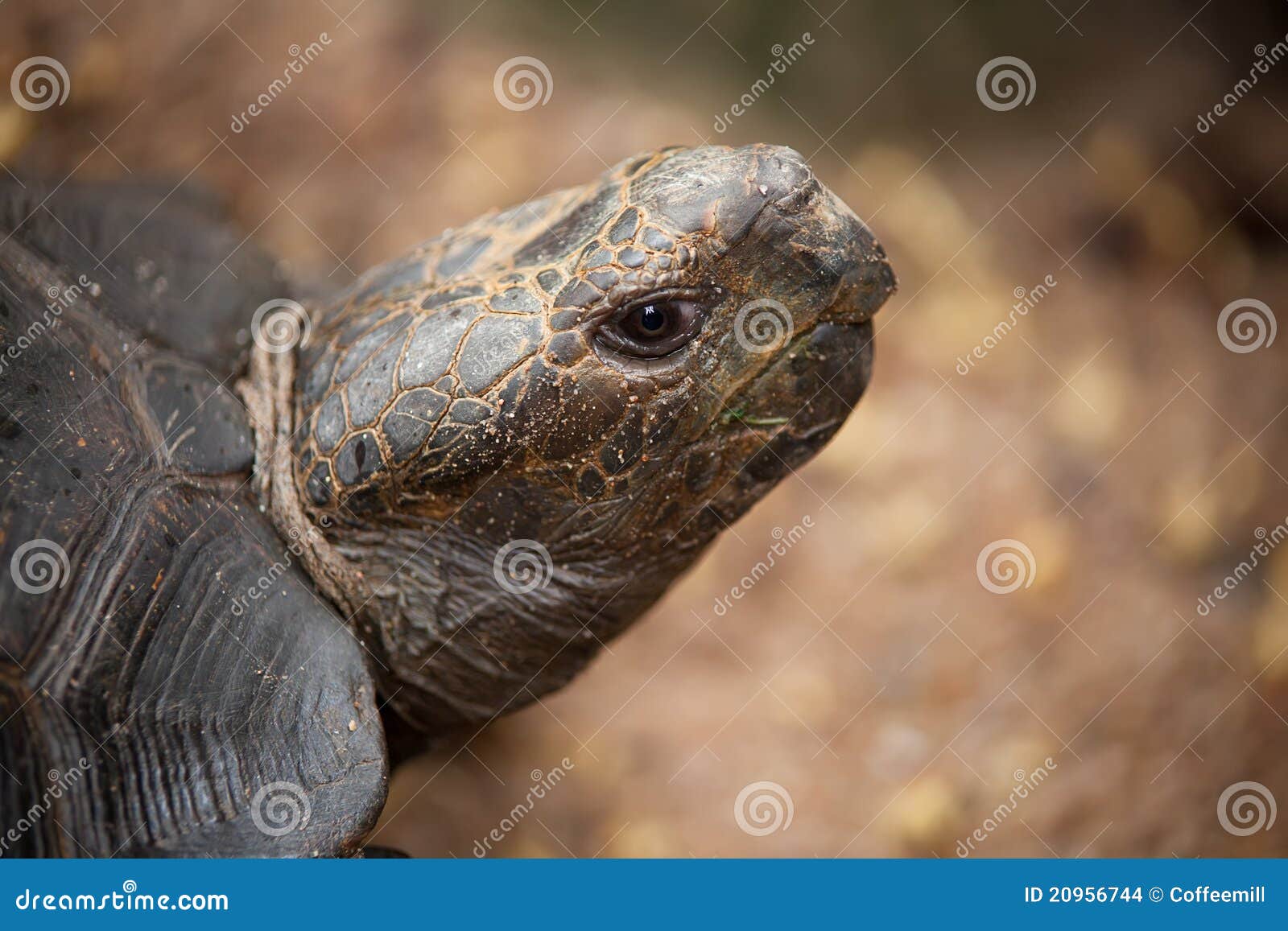 Portrait of a turtle stock photo. Image of muzzle, animal - 20956744