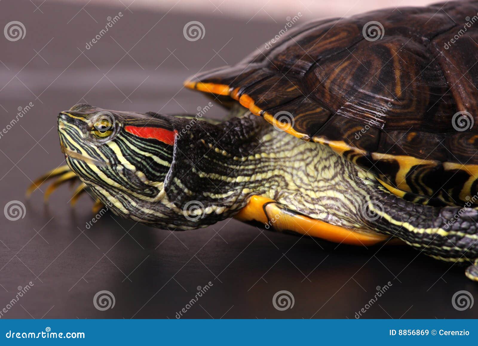 Portrait of turtle stock image. Image of looking, markings - 8856869