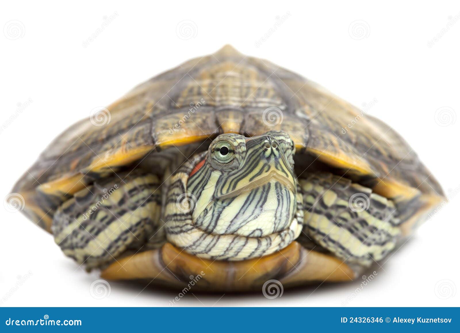 Portrait of a Turtle Close-up Stock Photo - Image of nature, animal ...