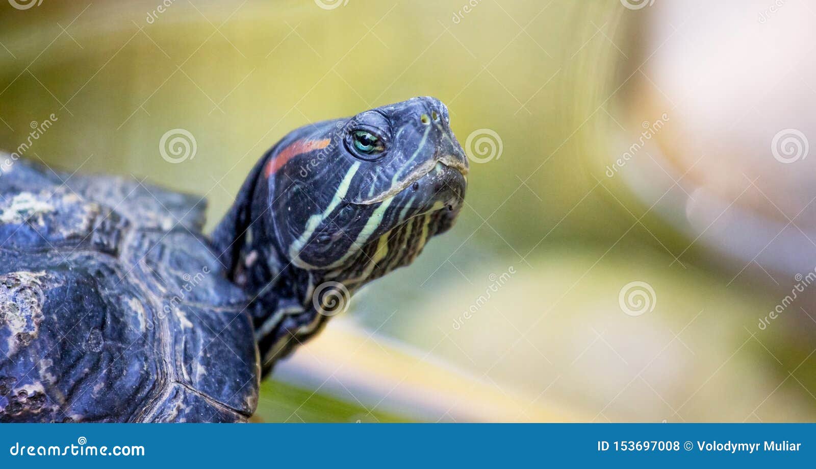 Portrait of a Turtle Close Up. Turtle is a Symbol of Wisdom_ Stock ...