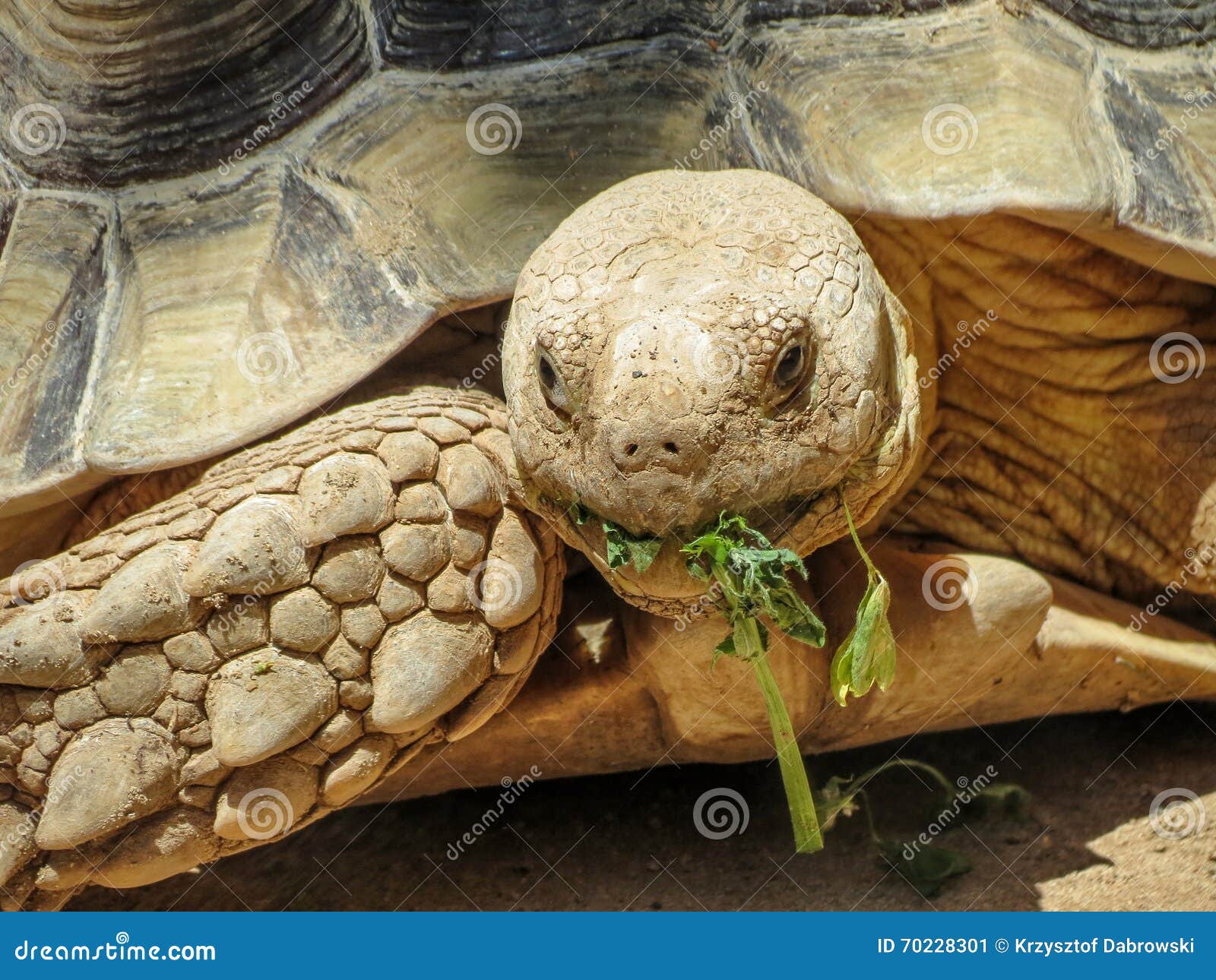 Portrait of turtle stock image. Image of wildlife, seychelles - 70228301
