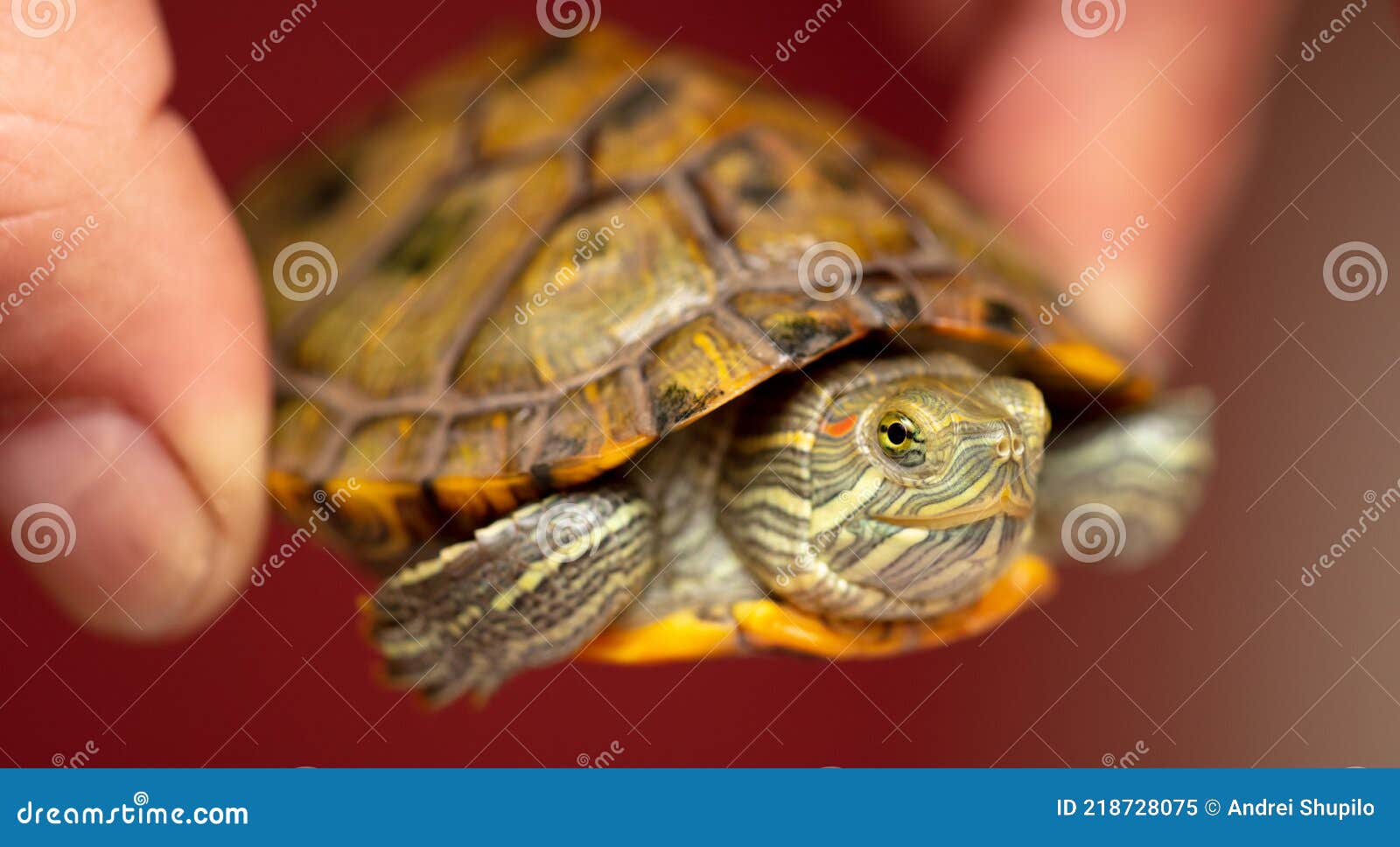 Portrait of a Turtle in Hand. Stock Image - Image of gentle ...