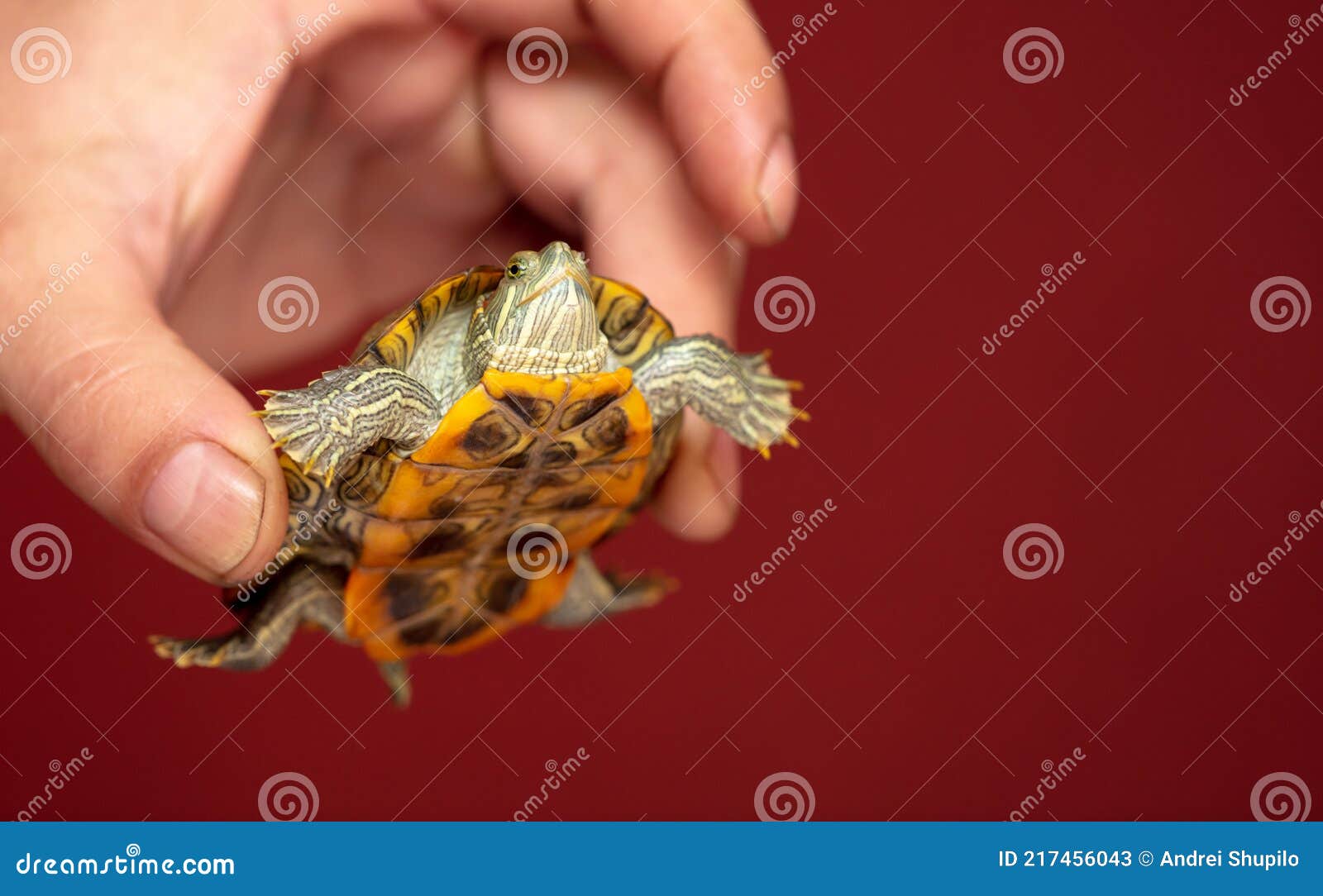 Portrait of a Turtle in Hand. Stock Image - Image of relax, baby: 217456043