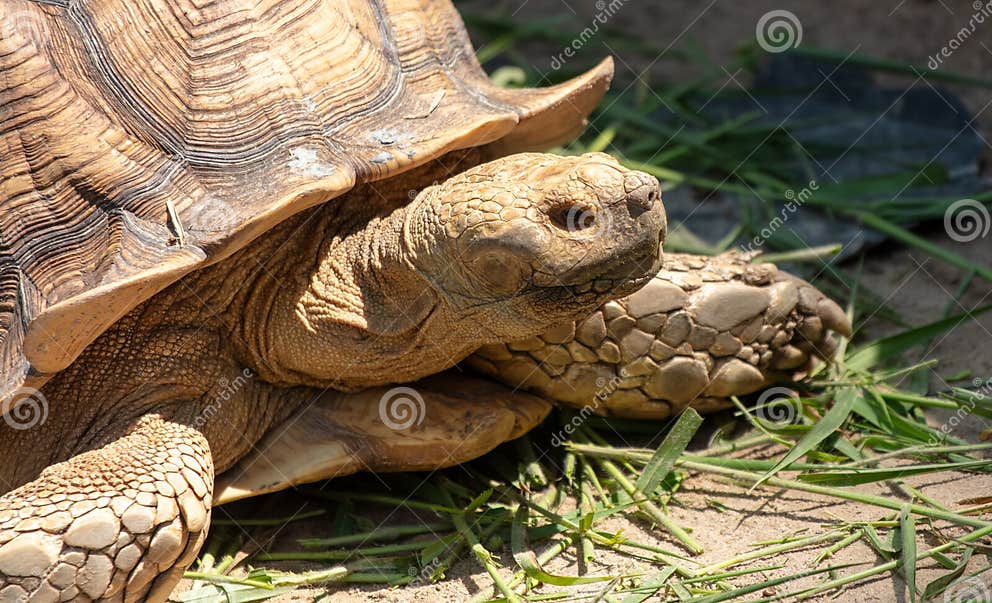 Portrait of a Turtle in the Park Stock Photo - Image of head, nature ...