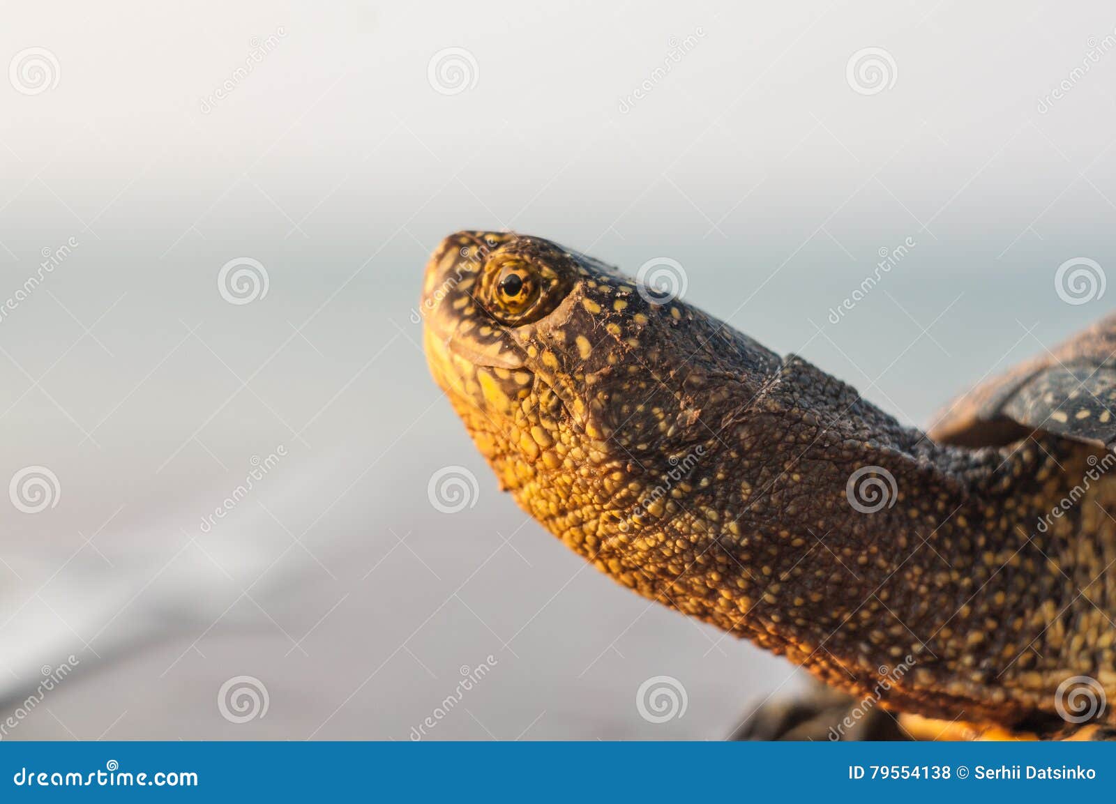 Portrait of a Turtle in the Profile Stock Photo - Image of carapace ...