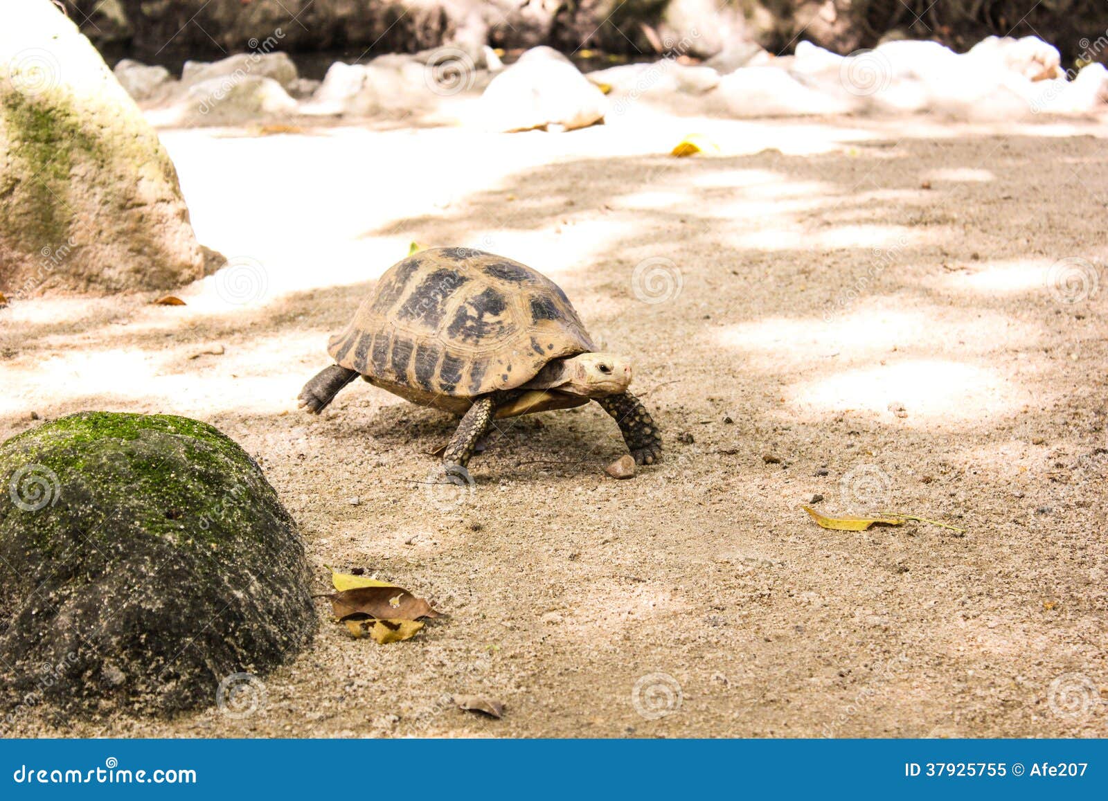 Portrait Turtle Walk on Ground Stock Image - Image of african, close ...