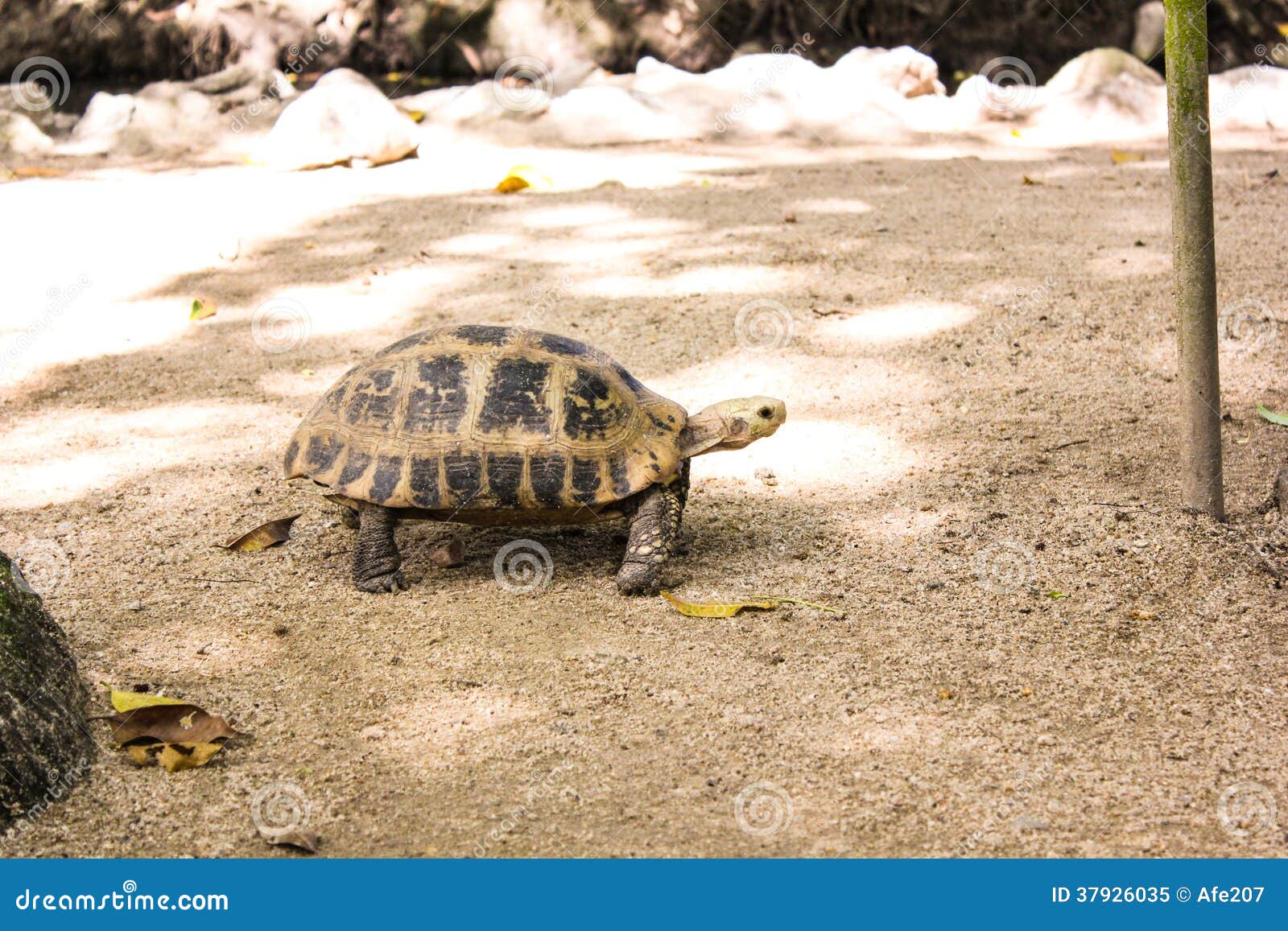 Portrait Turtle Walk on Ground Stock Image - Image of path, hermanni ...