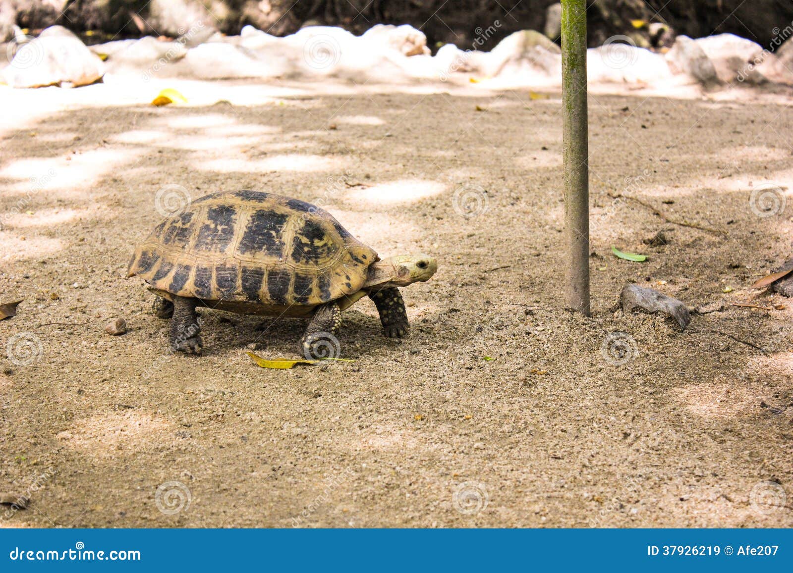 Portrait Turtle Walk on Ground Stock Image - Image of hermanni, asian ...