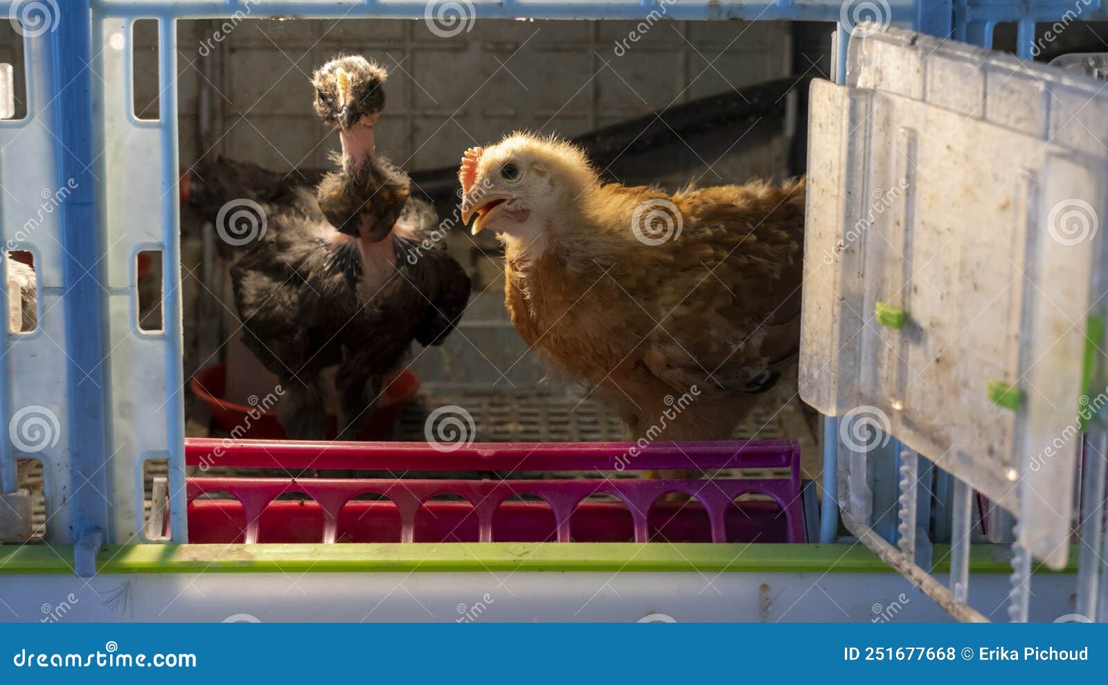 Portrait of Two Adorable Baby Poultry, a Chick and a Poult, in a ...