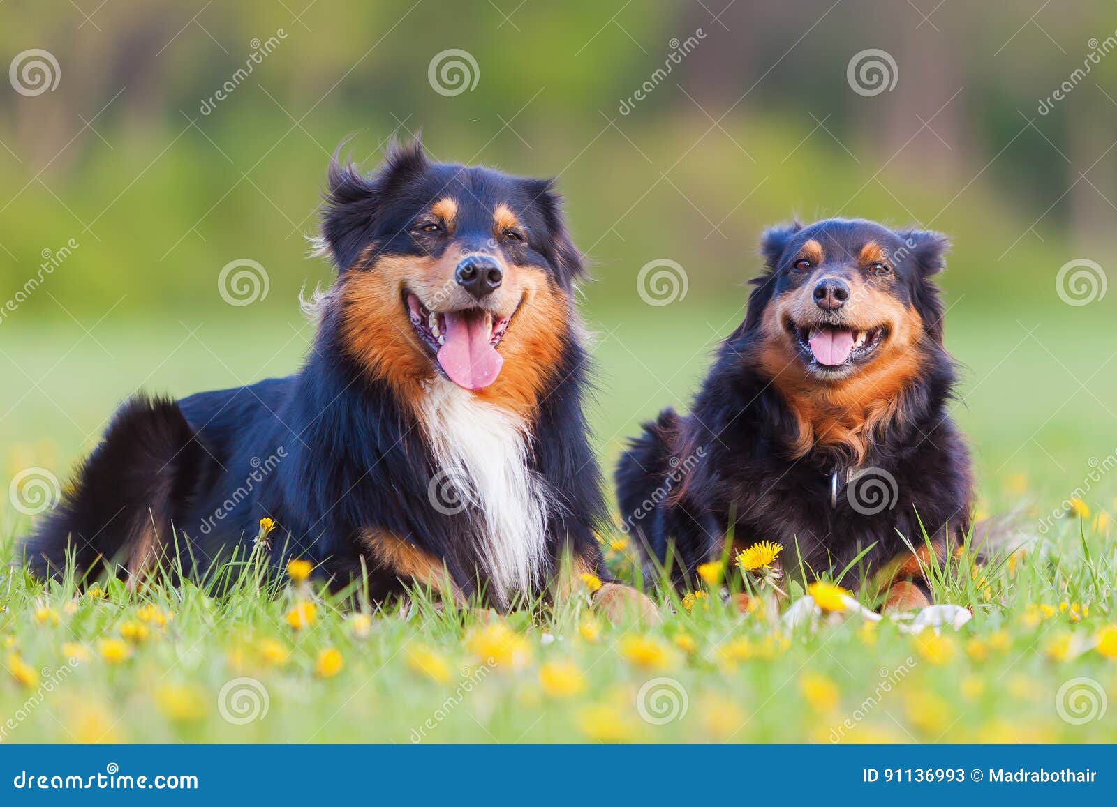 Portrait of Two Australian Shepherd Dogs Stock Image - Image of ...