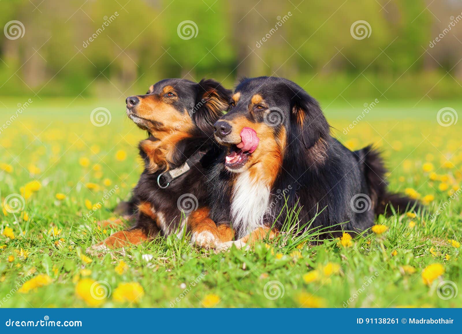 Portrait of Two Australian Shepherd Dogs Stock Image - Image of pets ...