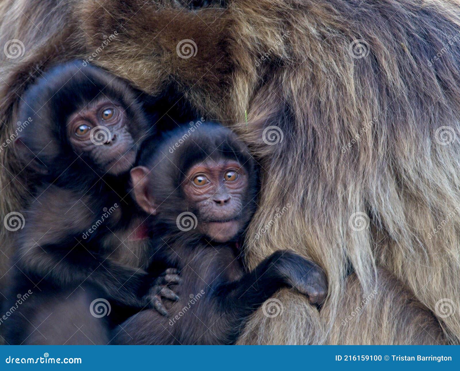 Portrait of Two Baby Gelada Monkey Theropithecus Gelada with Mother ...